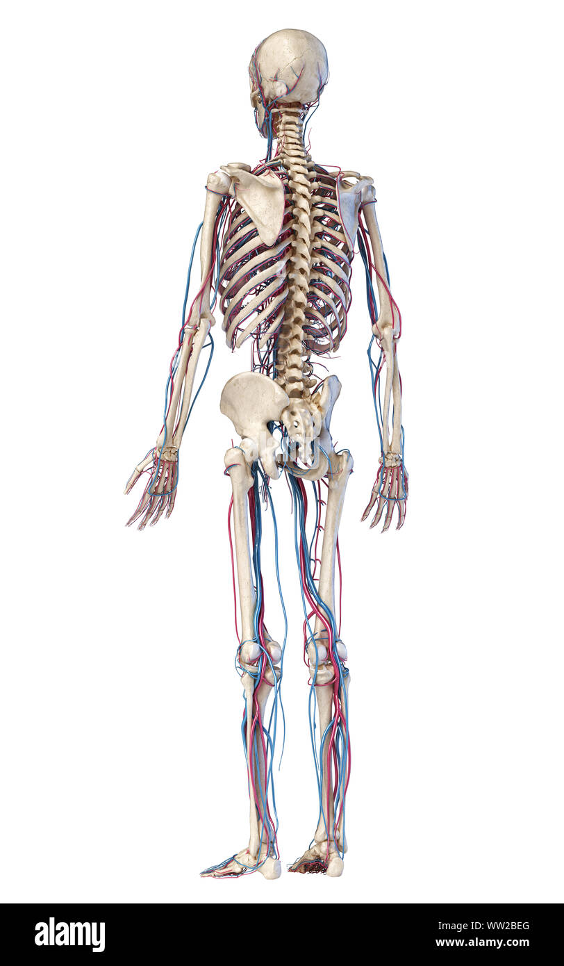 Anatomy rear view back human hi-res stock photography and images - Alamy