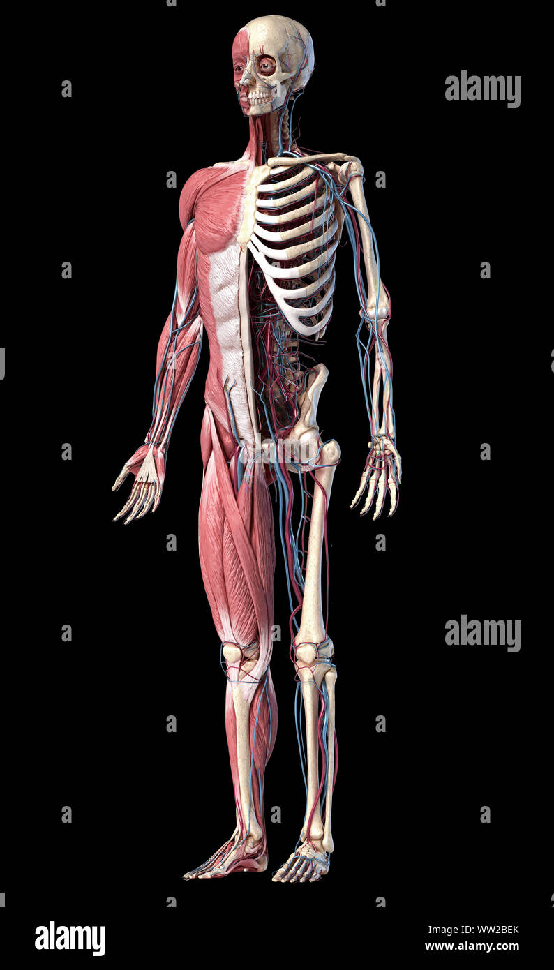 Human Anatomy full body skeletal, muscular and cardiovascular systems ...