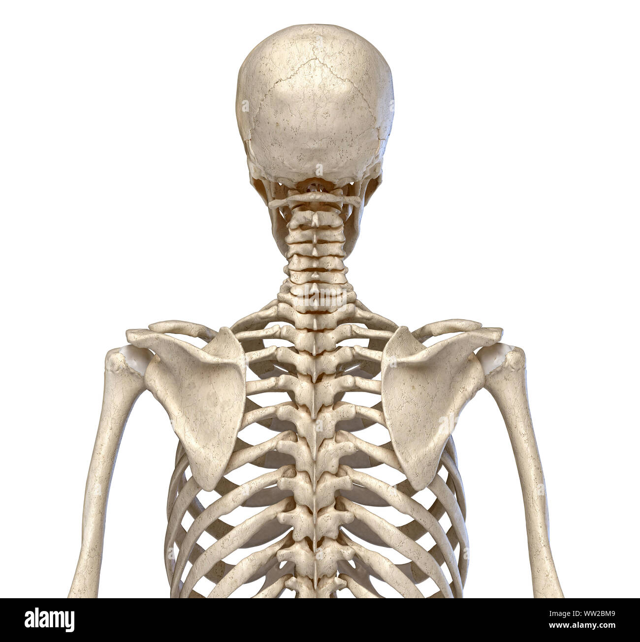Human Anatomy, skeletal system of the Torso. viewed from the back. On ...