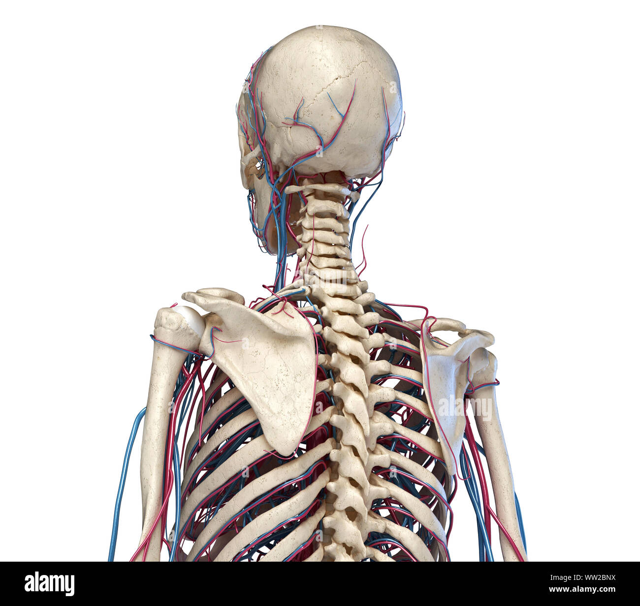 Human anatomy. Skeleton of the torso with veins and arteries. Back ...