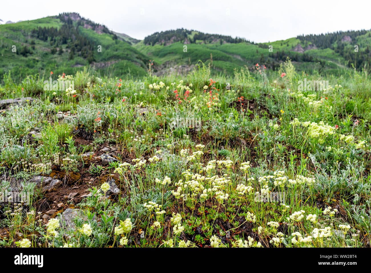 Field meadow of many white and red wildflowers flowers on Conundrum ...