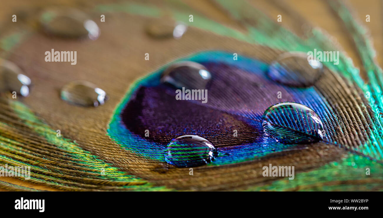 Water peacock hi-res stock photography and images - Alamy