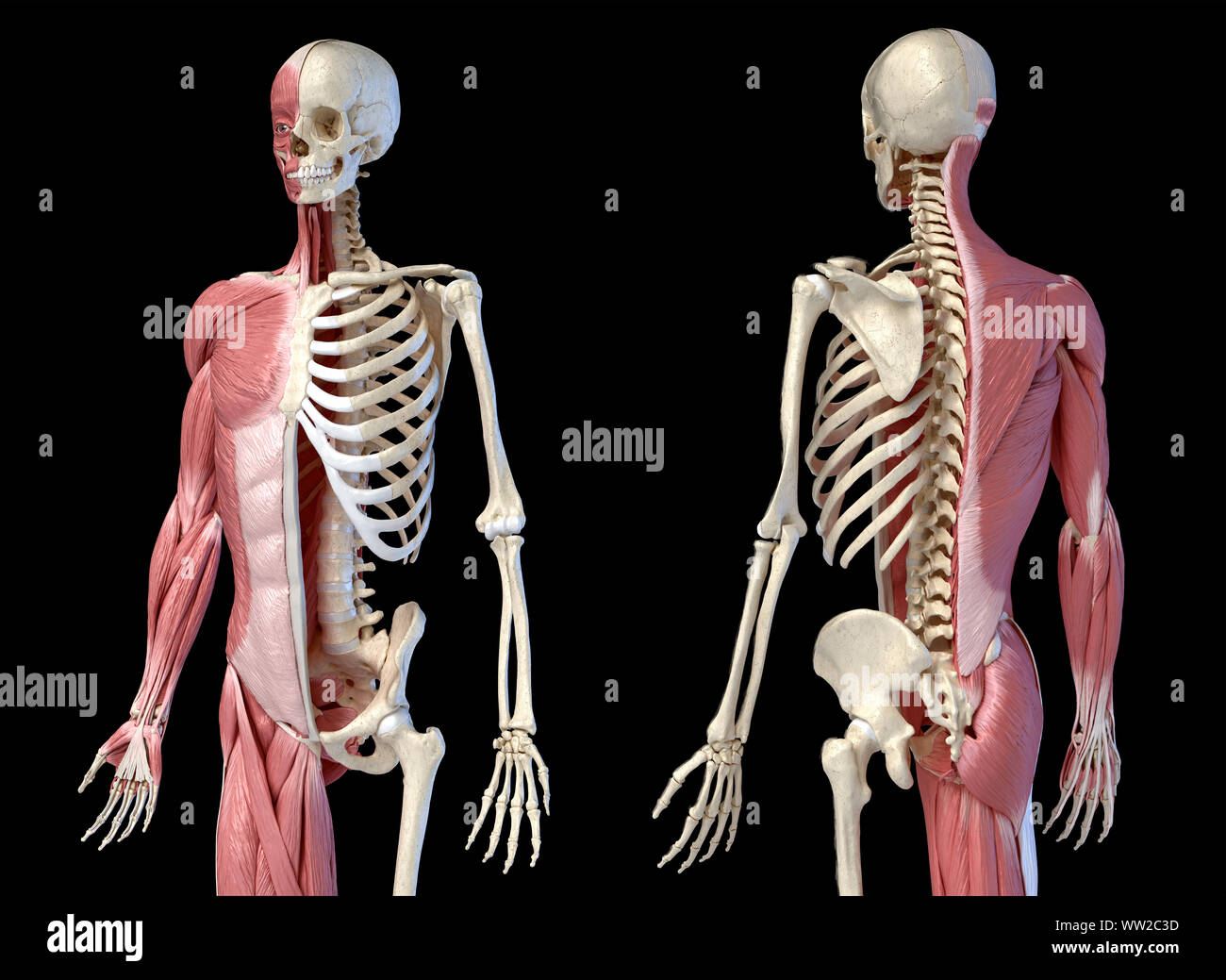 Male anatomy front and back view hi-res stock photography and images ...
