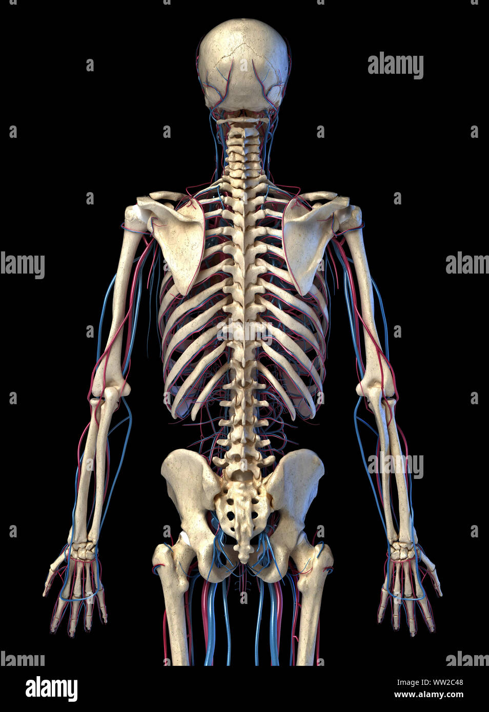 Anatomy rear view back human hi-res stock photography and images - Alamy