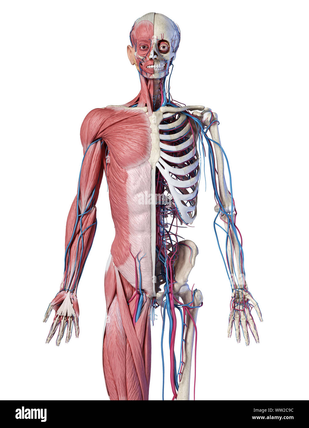 Human Anatomy 3/4 body skeletal, and cardiovascular systems. Front view ...