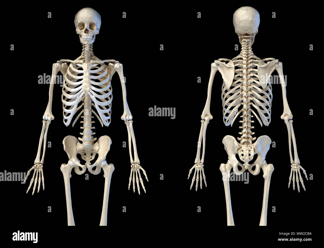 Human Anatomy 3/4 body male skeleton. Front and rear views on white ...
