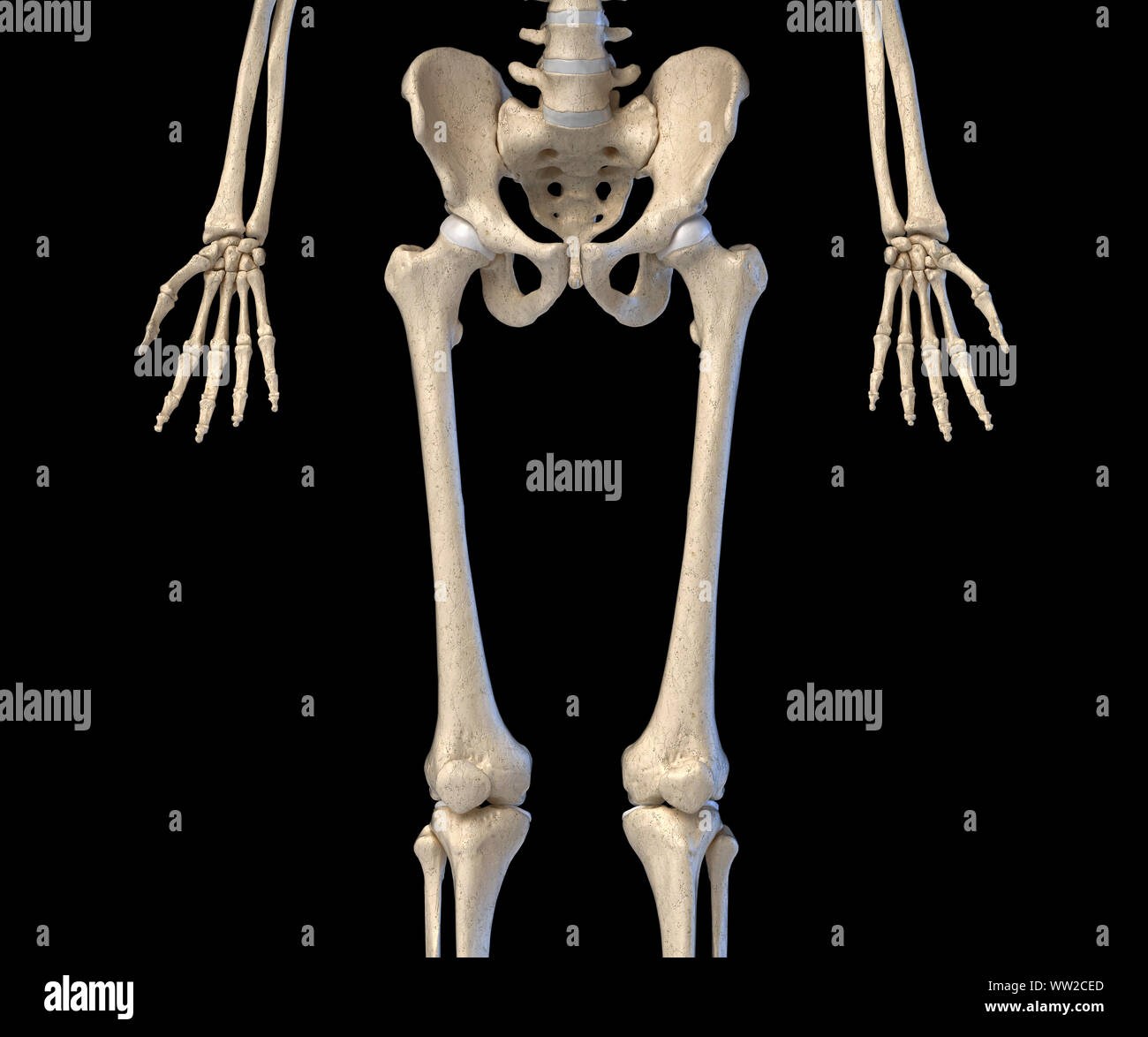 Human Anatomy, hip, limbs and hands skeletal system. Front view. On ...