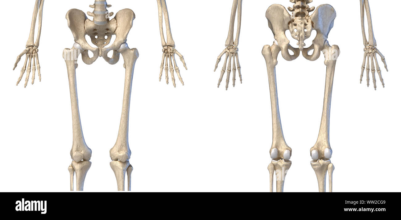 Human Anatomy, hip, limbs and hands skeletal system. Front and back ...