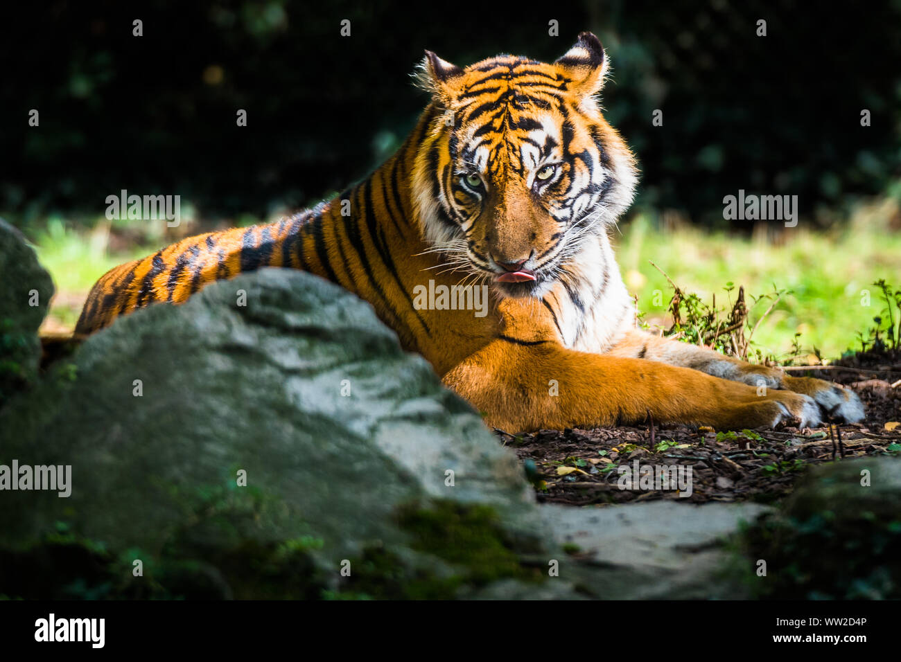A close up of a tiger laying down with the gaze fixed in your eyes ...