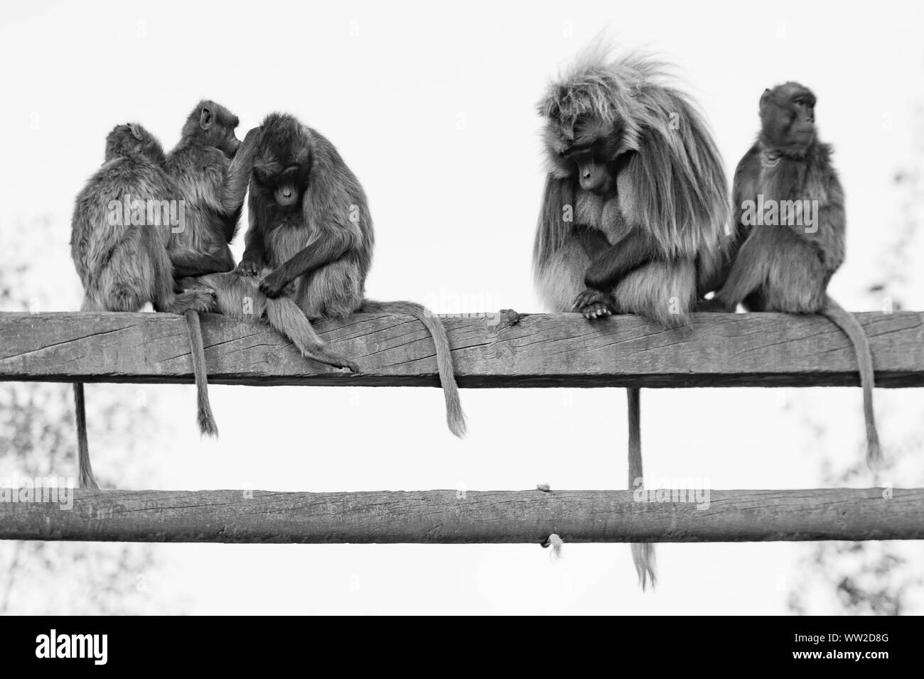 Black and white baboon hi-res stock photography and images - Alamy
