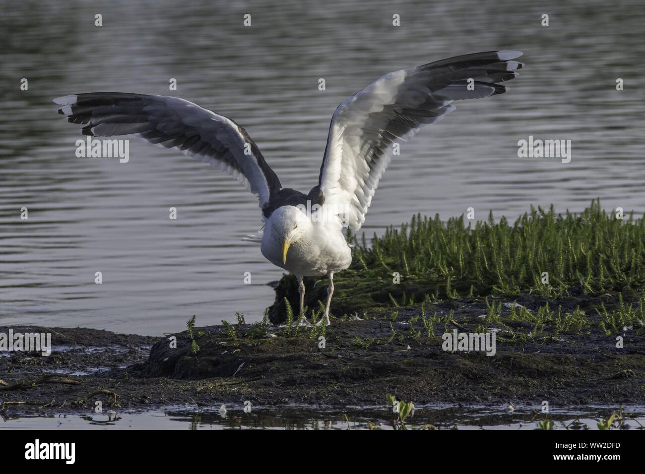 Great Black-backed Gull landing, august 2019 | usage worldwide Stock ...