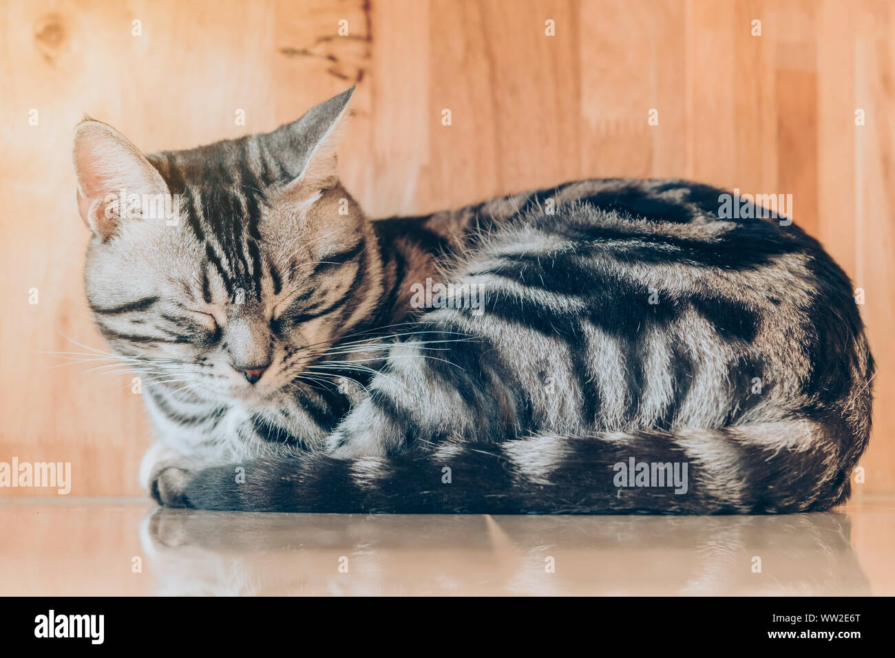 The lazy cat is sleeping lazily in the house Stock Photo - Alamy