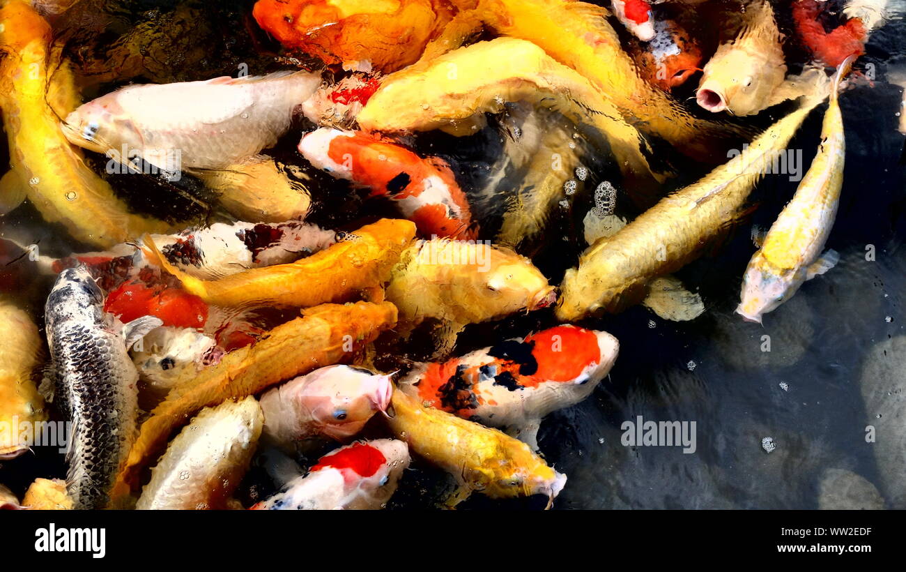 Spotted koi fish hi-res stock photography and images - Alamy