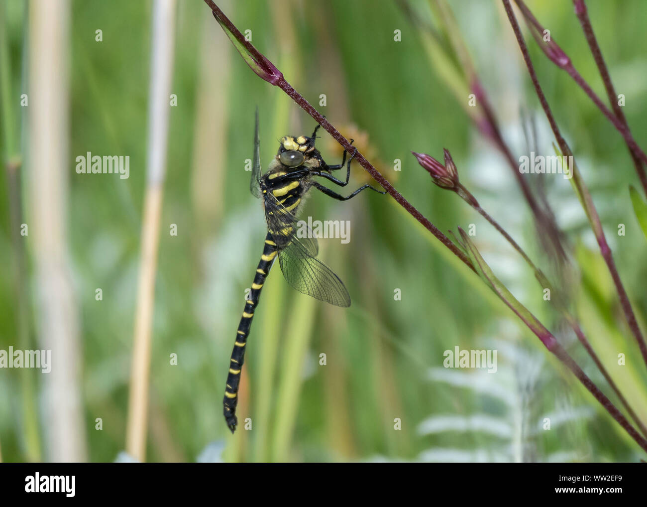 Black and yellow dragonfly image hi-res stock photography and images ...