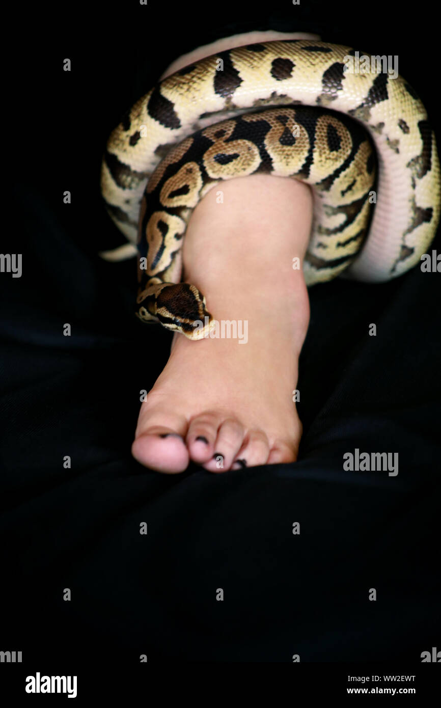 Leg with Royal Python snake. Ball Python slithering and crawling around ...