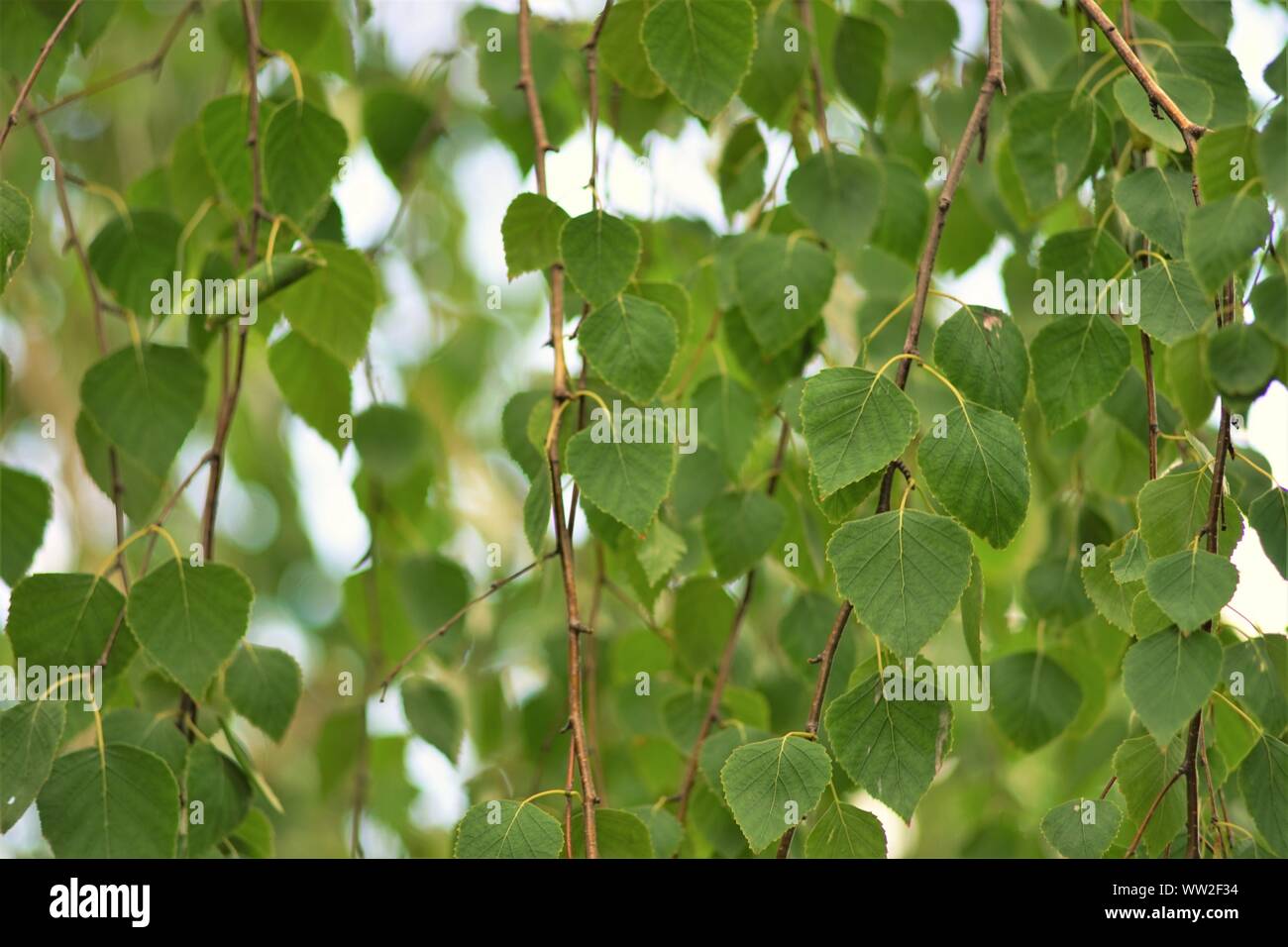 Branches of a young birch tree with green leaves Stock Photo - Alamy