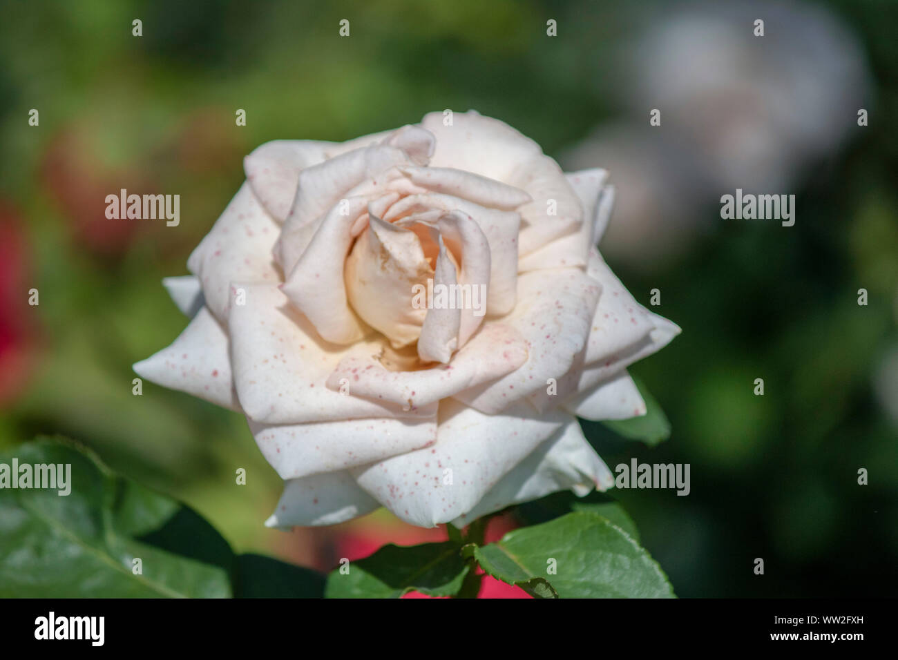 Iceberg roses hi-res stock photography and images - Alamy