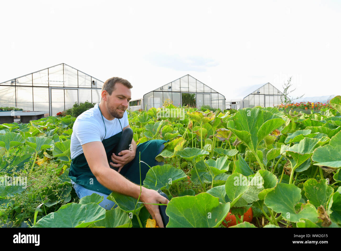 farmer harvests zucchini on a vegetable field of the farm Stock Photo ...