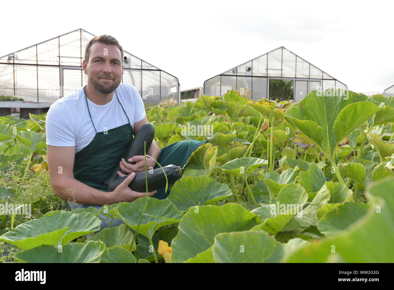 farmer harvests zucchini on a vegetable field of the farm Stock Photo ...