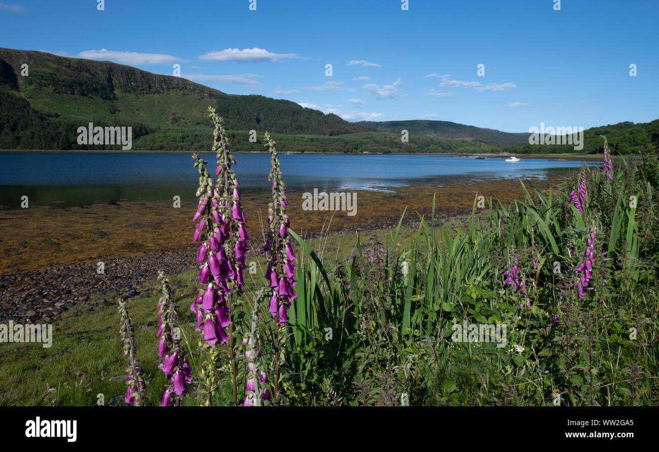 Morvern scotland hi-res stock photography and images - Alamy