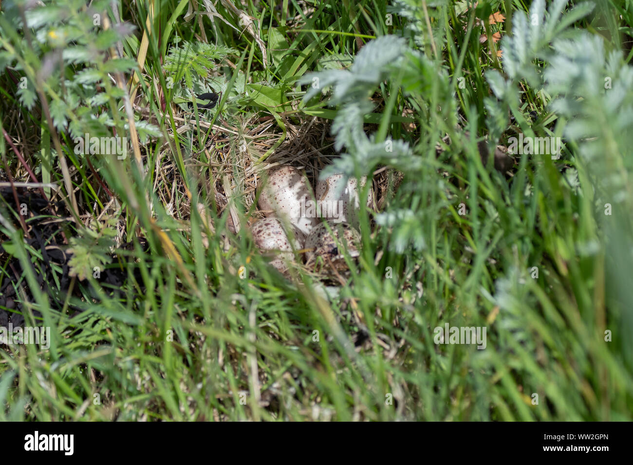 Common sandpiper (Actitis hypoleucos), nest with four eggs on foreshore ...