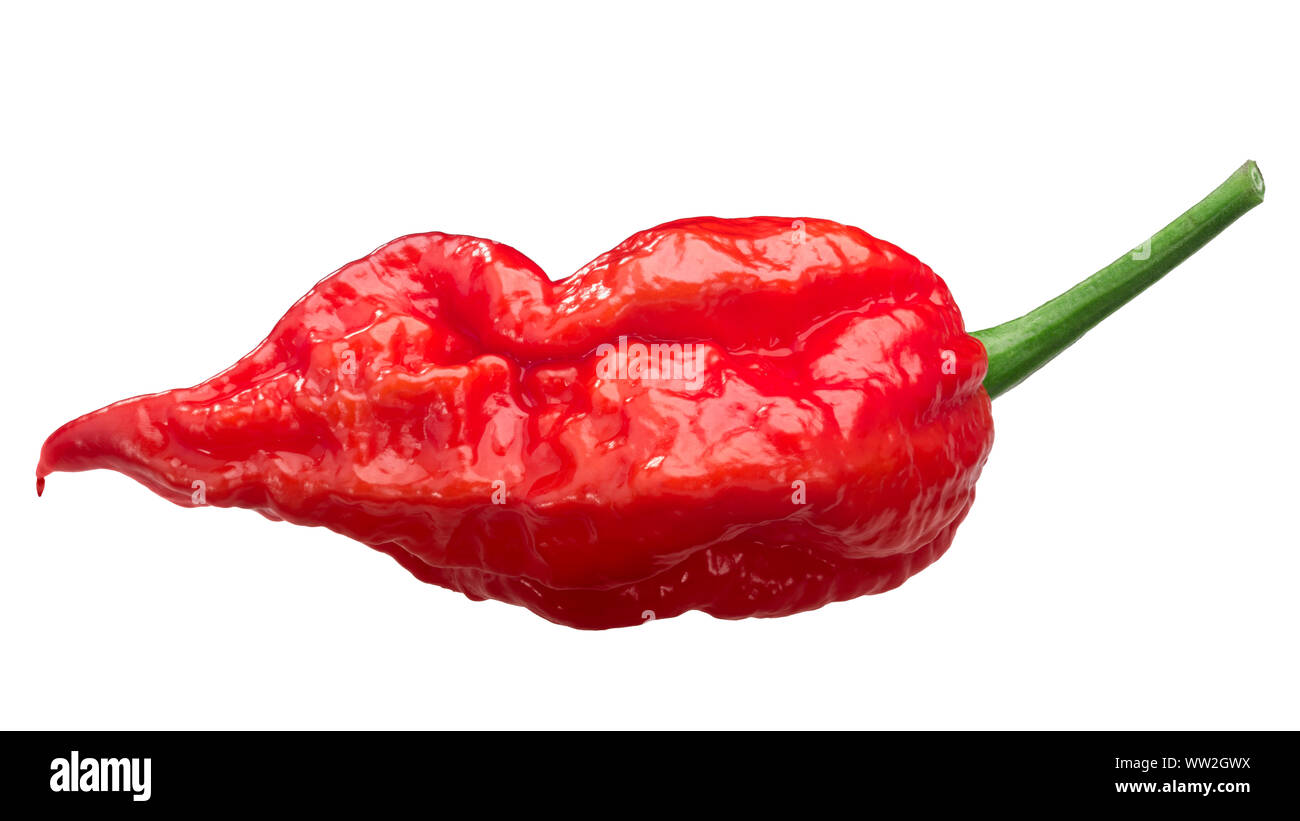 Ghost chile pepper Bhut Jolokia (Capsicum frutescens x Capsicum ...