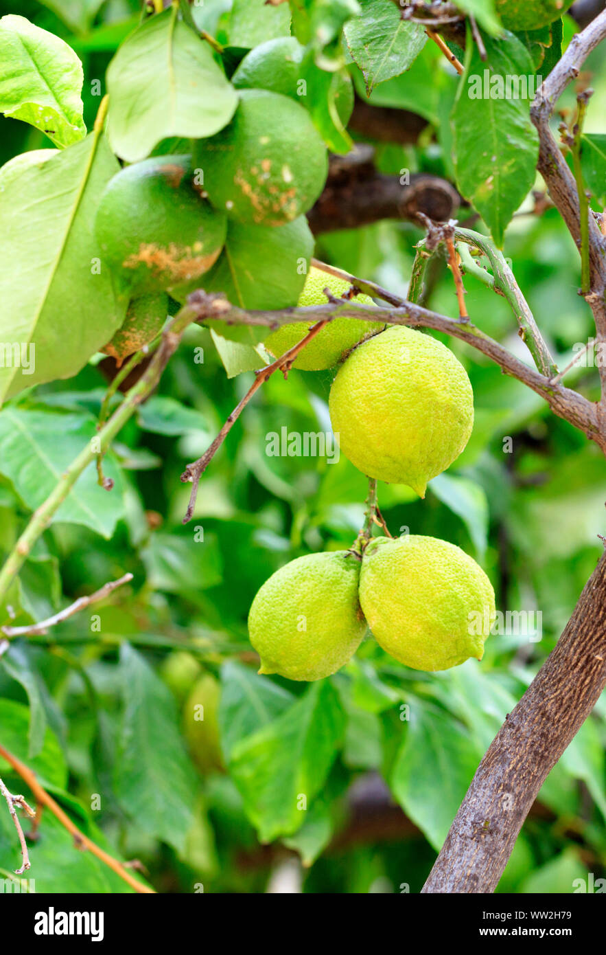 Young citrus trees hi-res stock photography and images - Alamy