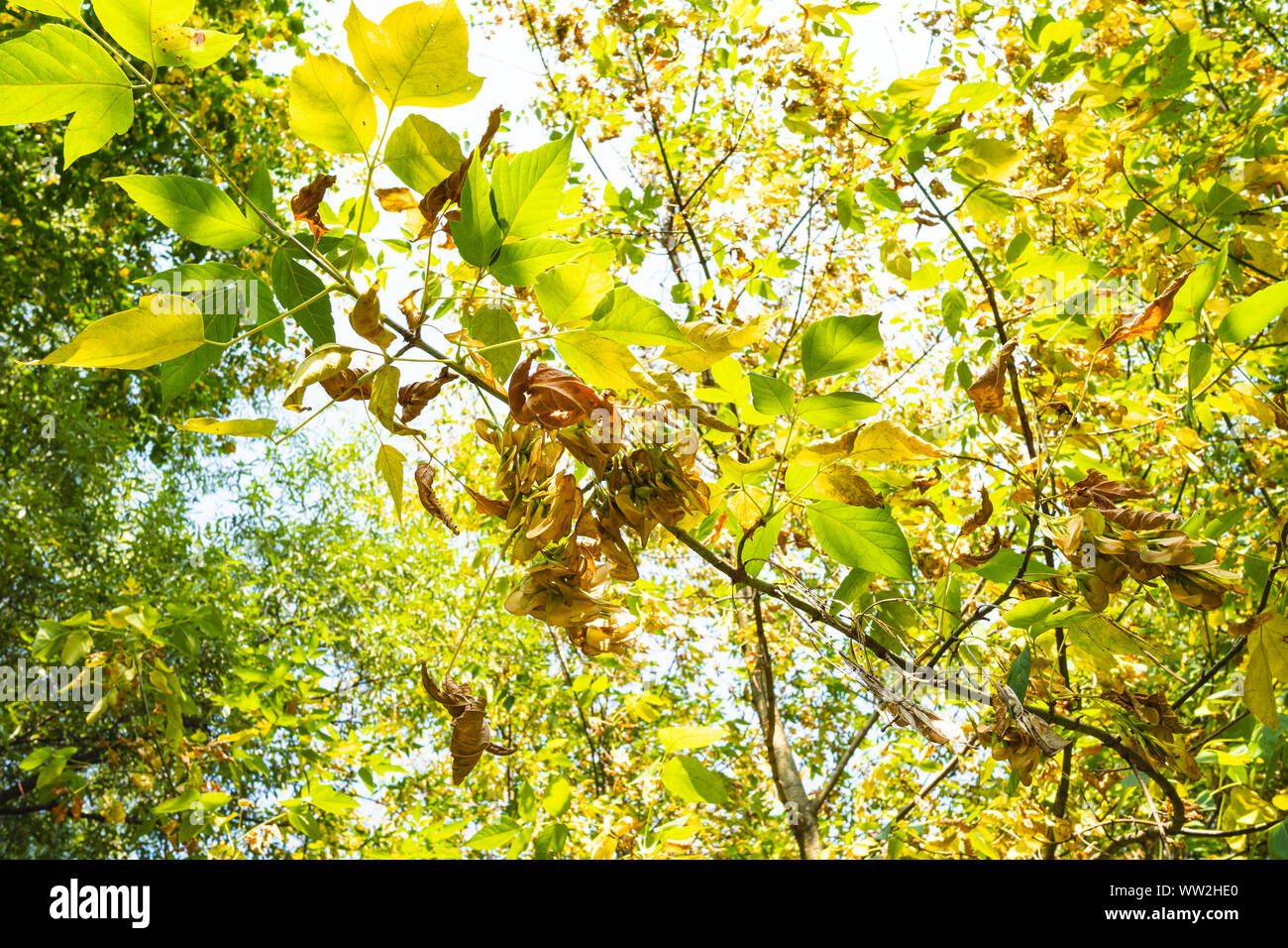 Ashleaf maple hi-res stock photography and images - Alamy