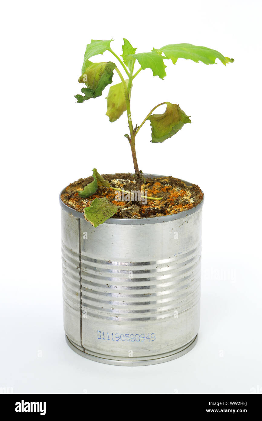 Good Seedling High Resolution Stock Photography and Images - Alamy