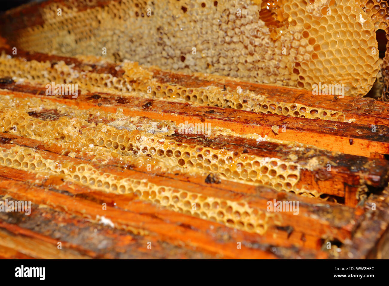 Beehive pattern hi-res stock photography and images - Alamy