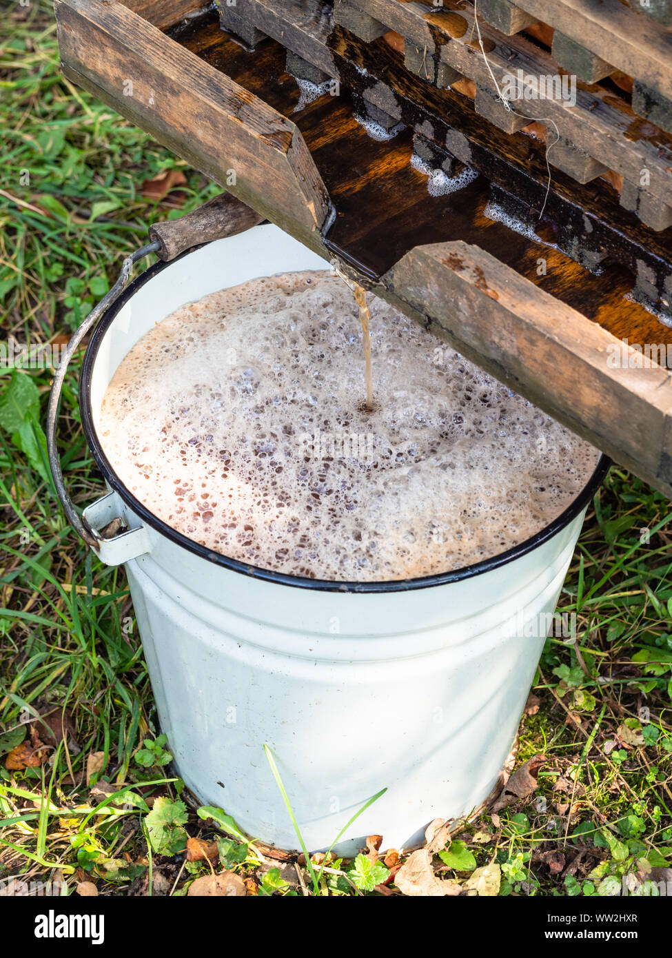 fresh apple juice flows from press into bucket to produce cider in ...