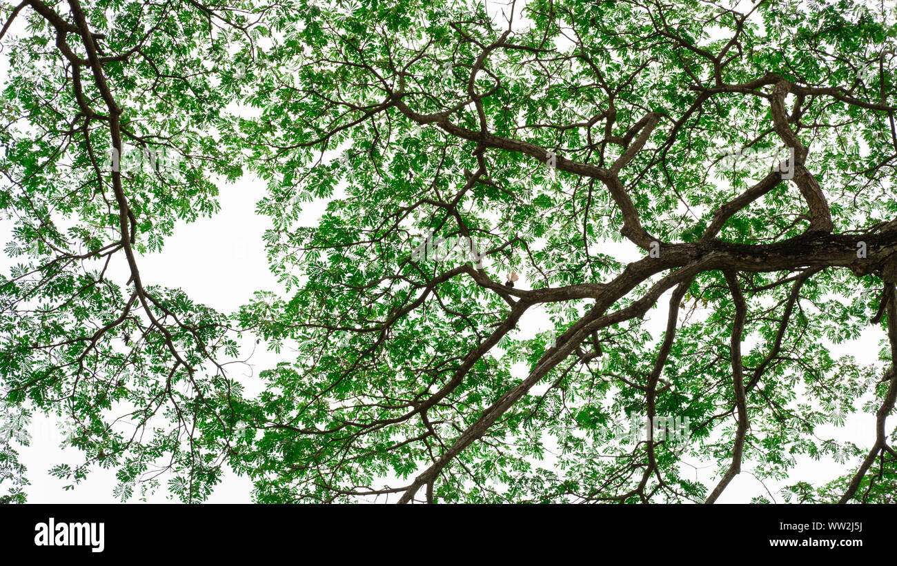 Backgrounds under trees with green leaves Stock Photo - Alamy