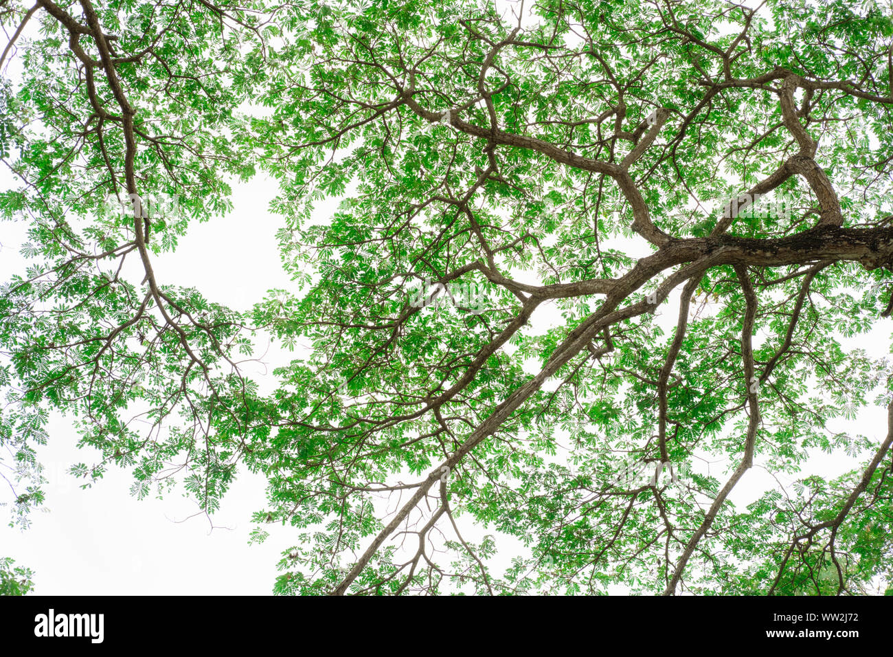 Backgrounds under trees with green leaves Stock Photo - Alamy