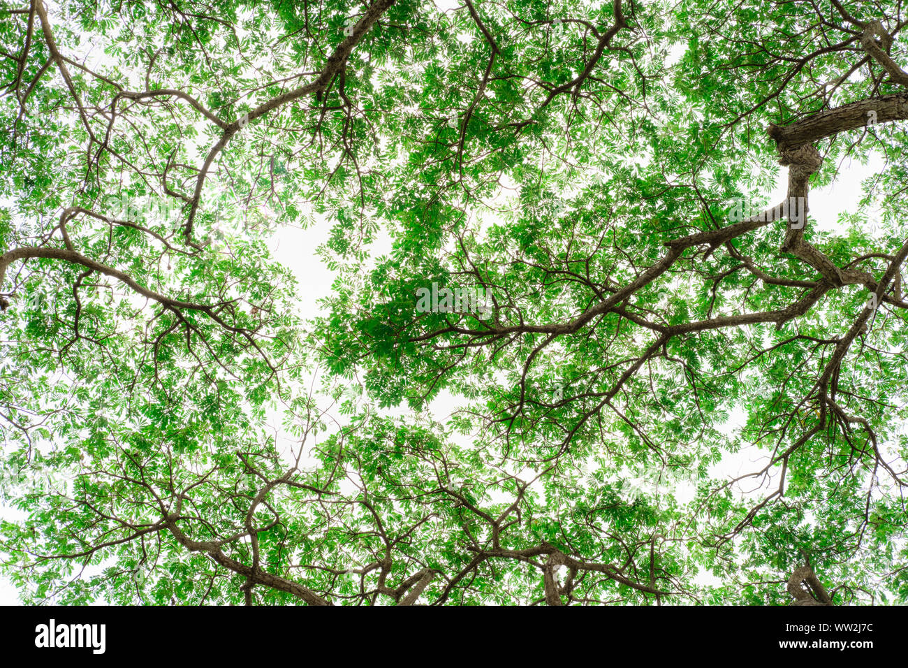 Backgrounds under trees with green leaves Stock Photo - Alamy