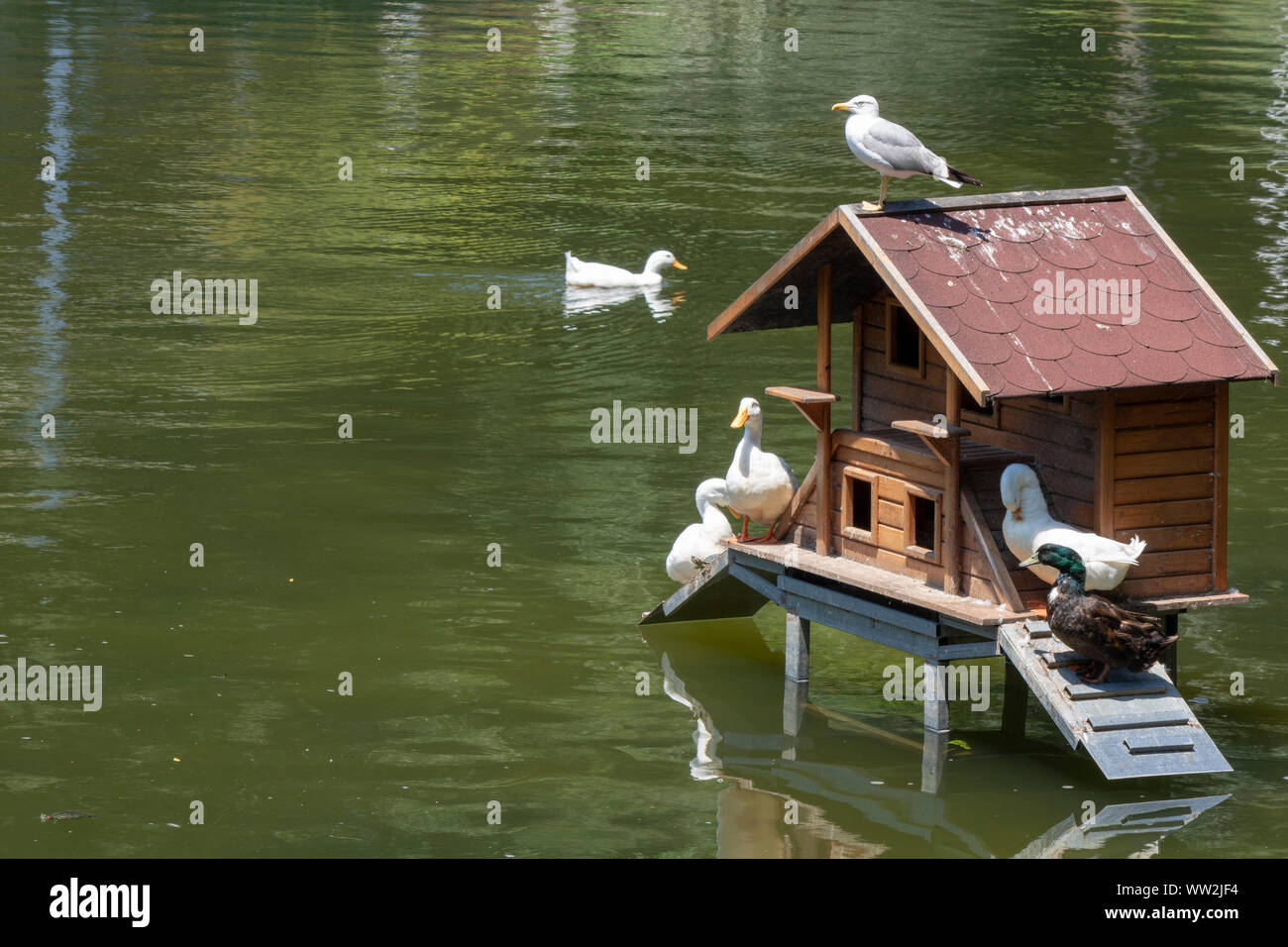 Little house for ducks hi-res stock photography and images - Alamy