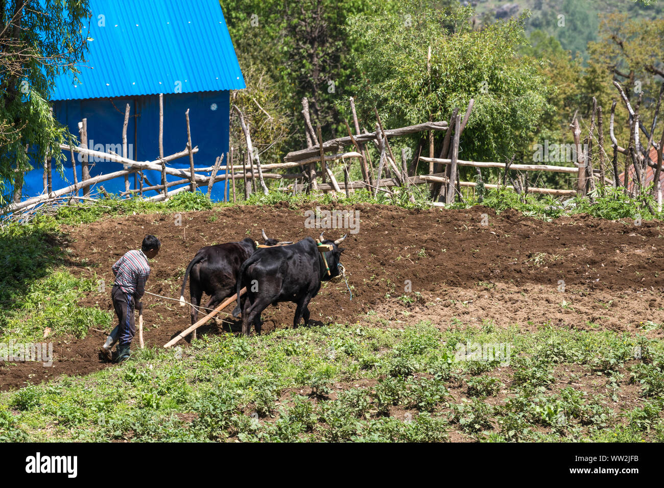 Plowing bulls hi-res stock photography and images - Alamy