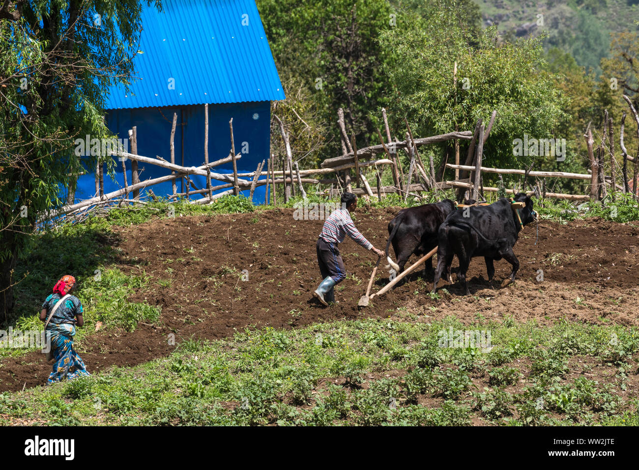 Plowing bulls hi-res stock photography and images - Alamy