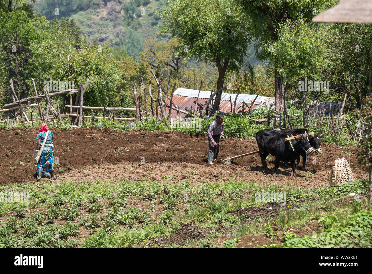 Plowing bulls hi-res stock photography and images - Alamy