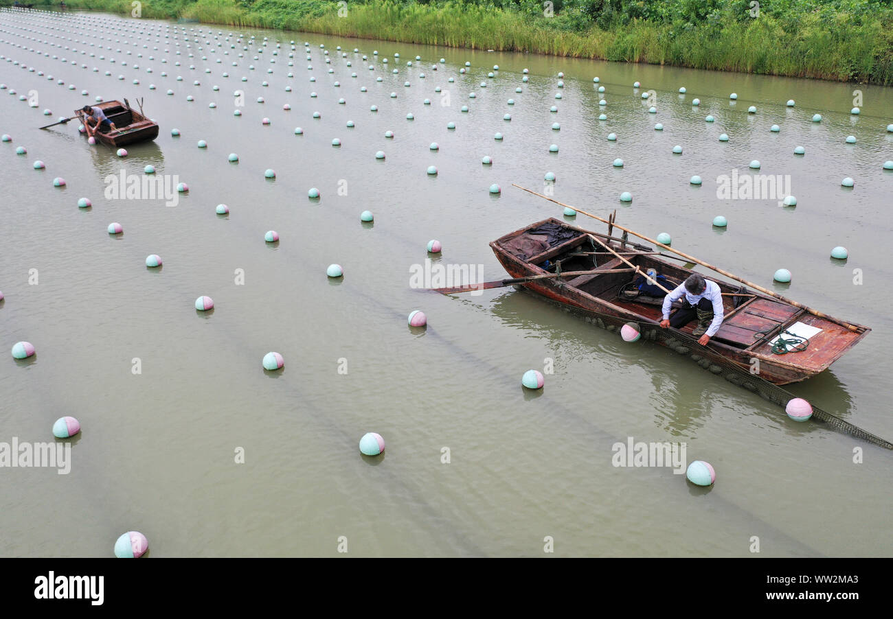 Chinese farmers check the growth of clams at a pearl farming base in ...
