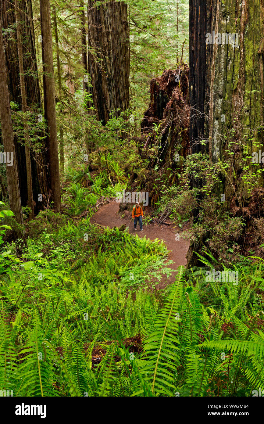 CALIFORNIA - Hiker walking through a forest of massive redwood trees ...