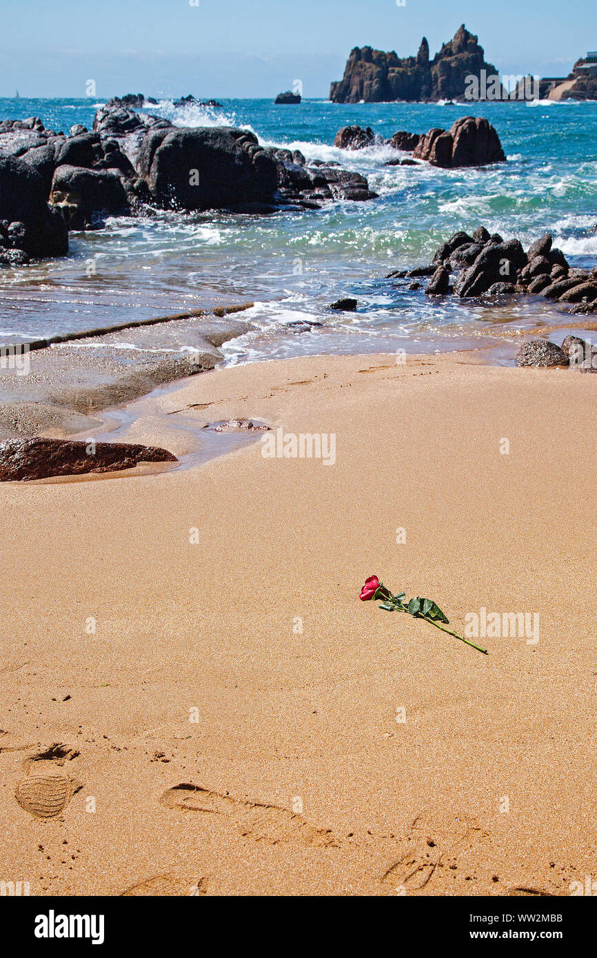 Red roses lie on the sand in the face of the incoming tide at Corbiere ...