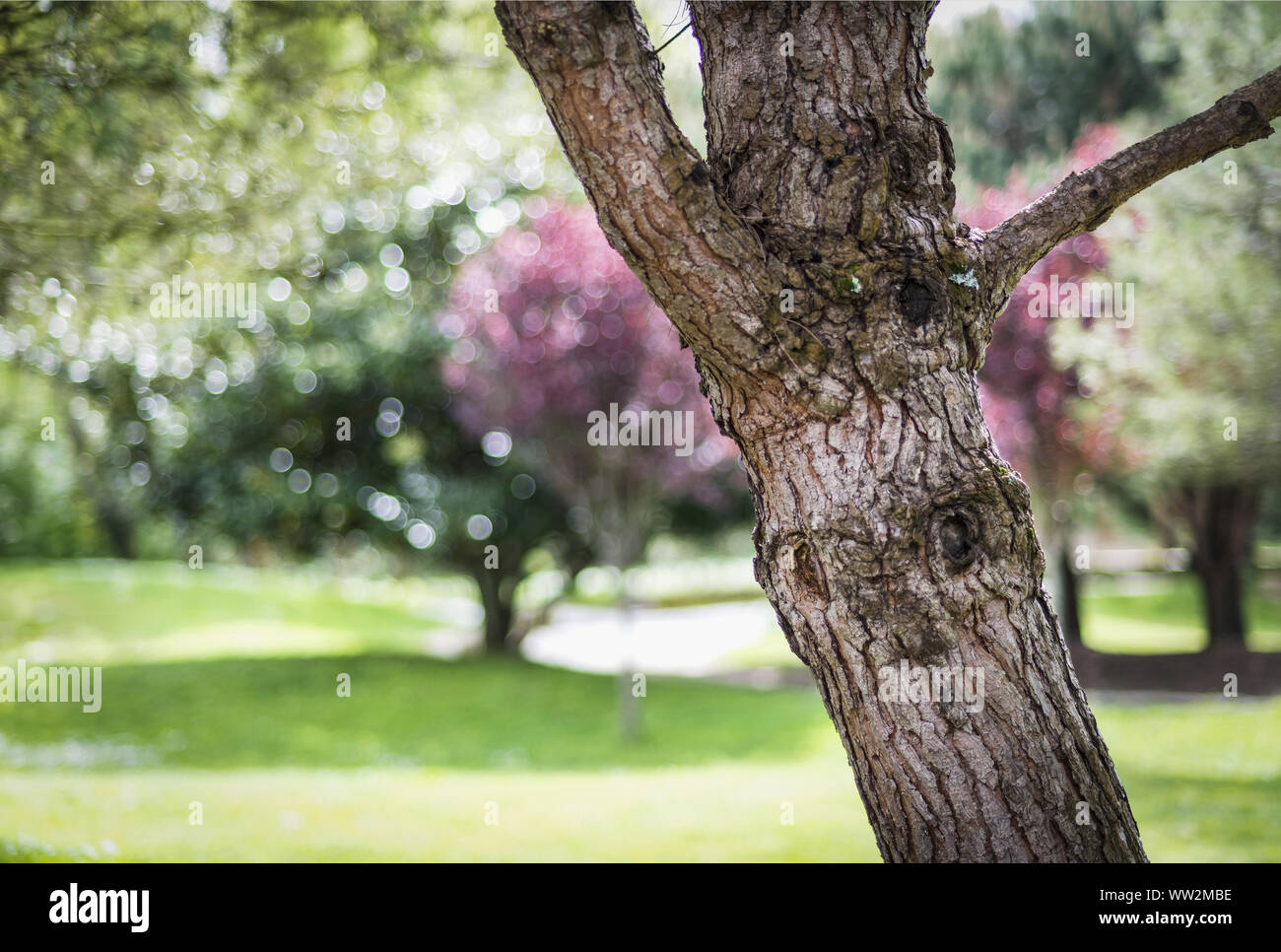 trees and light Stock Photo - Alamy