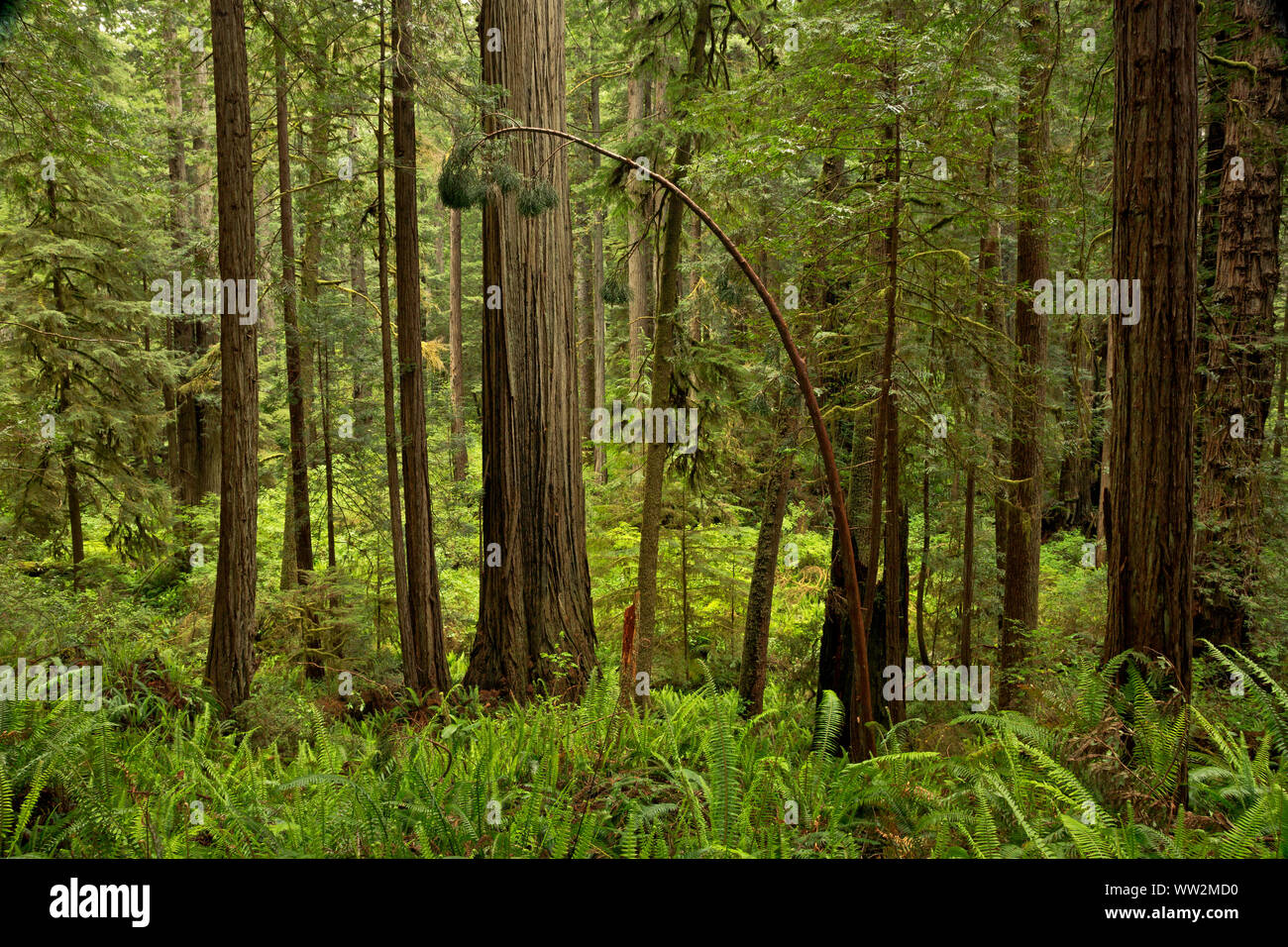 James irvine trail hi-res stock photography and images - Alamy