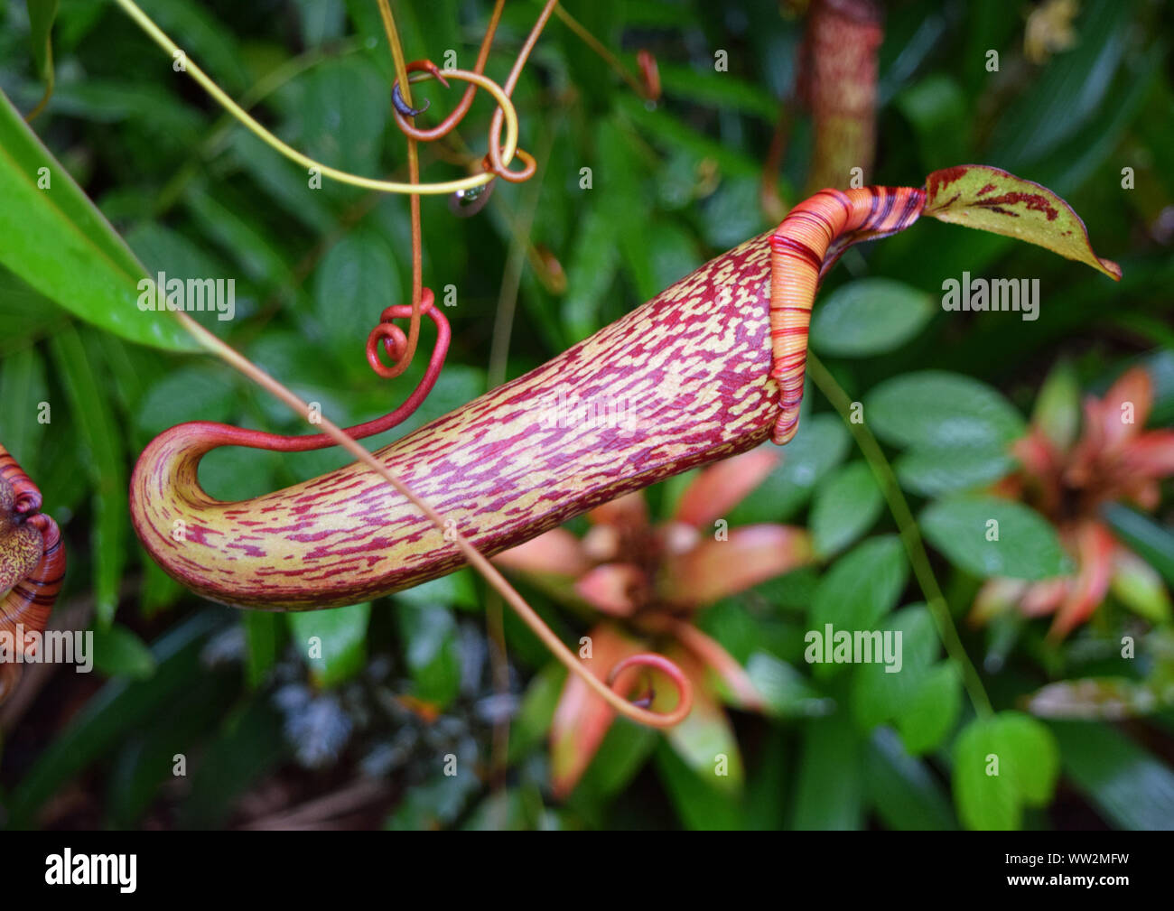 Monkey Jar Carnivorous Plant Close-Up Stock Photo - Alamy