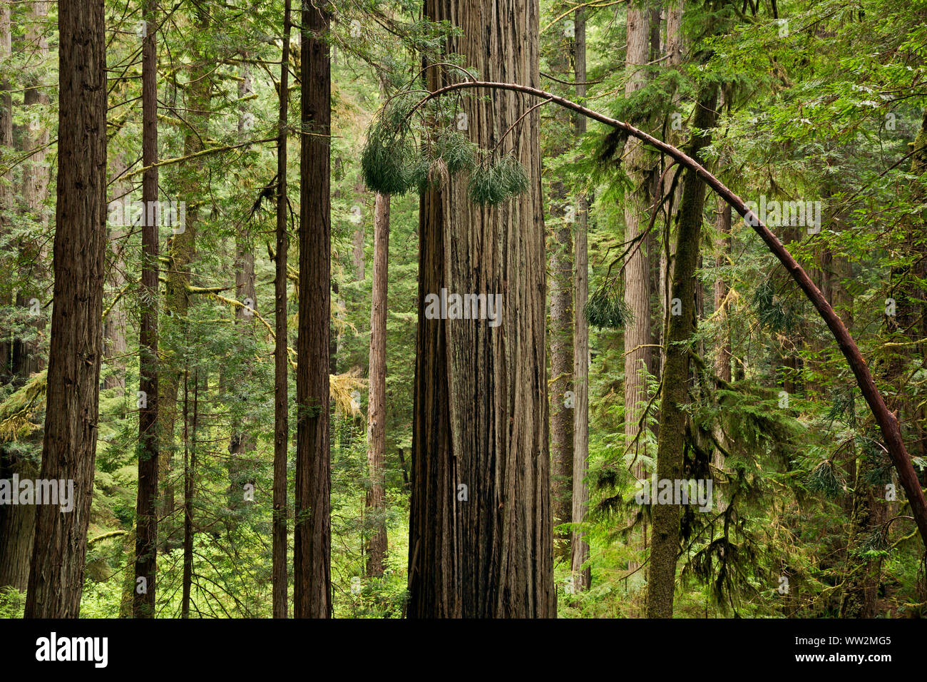 CA03561-00...CALIFORNIA - Redwood forest along the James Irvine Trail ...