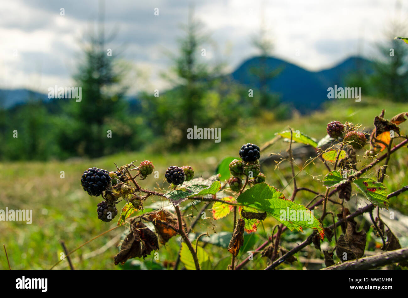 Wild forest blackberries grow on mountain meadows against the backdrop ...