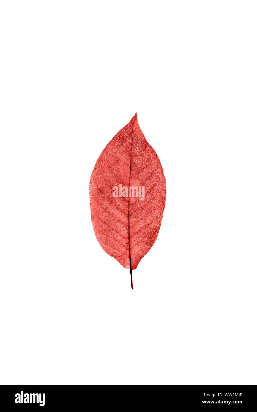 Backdrop of colorful autumn transparent leaf. Flat lay, top view ...