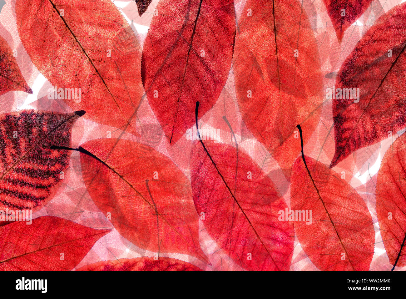Backdrop of colorful autumn leaves. Flat lay, top view. Autumn, fall ...