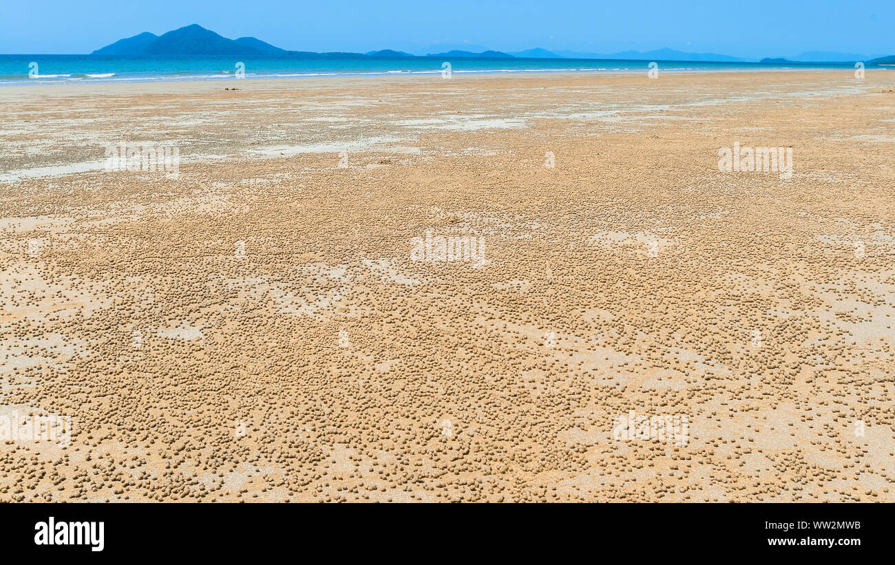 Tropical beach at low tide with crab rolled sand ball pebbles spread ...