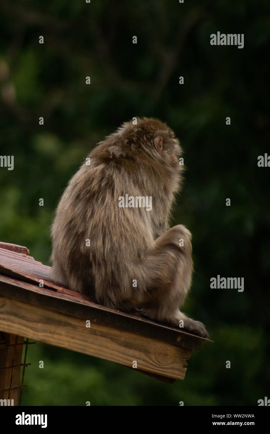 Monkey sitting on roof Stock Photo - Alamy